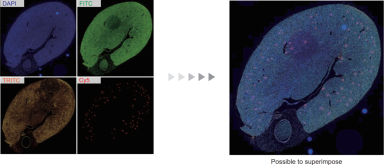 Histopathology Automated Scanning - SeqMatic