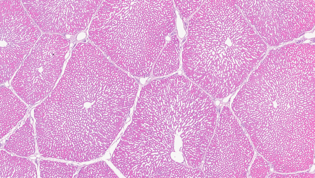 Histopathology Staining Assay Services - SeqMatic
