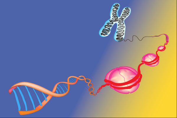 Epigenome Profile Sequencing Services - SeqMatic
