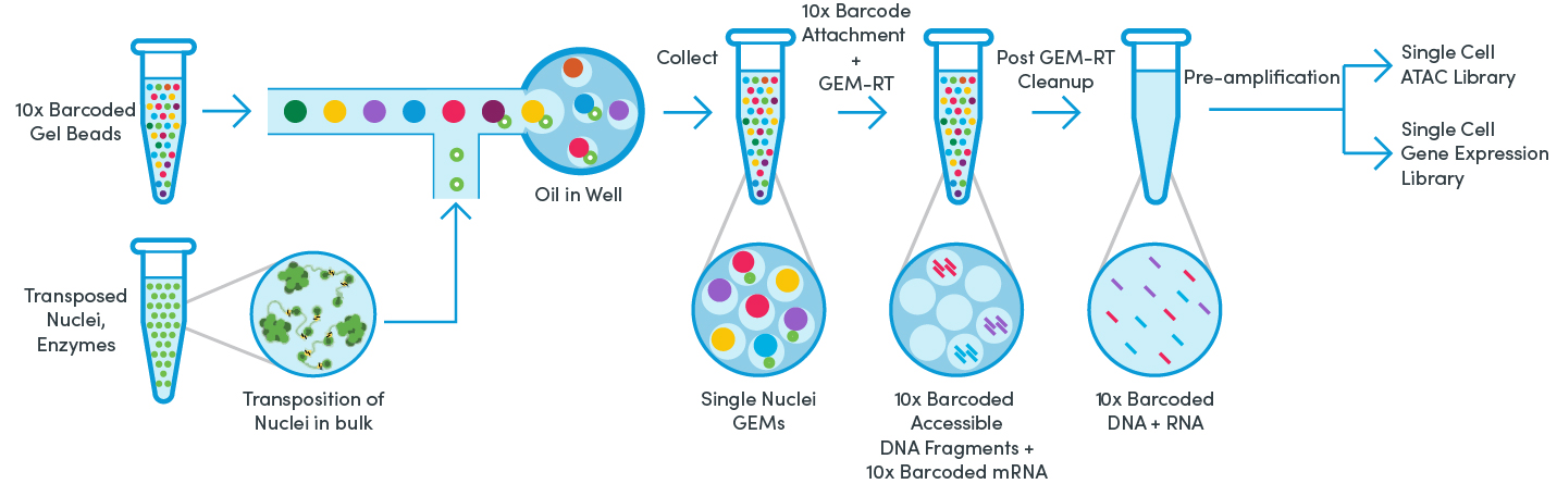 Single Cell (ATAC-Seq) Services - SeqMatic